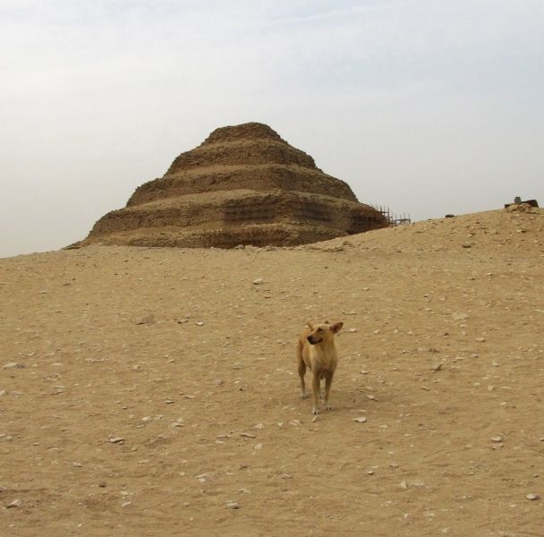 Wild dogs who are very tame hang out at the pyramids in Egypt ...