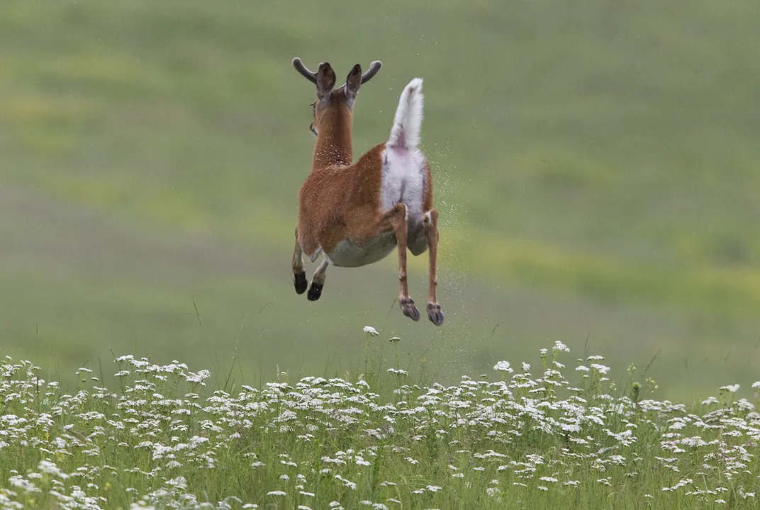 deer running away