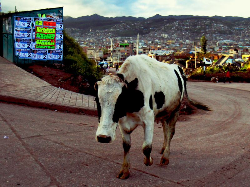 Cow walking in Cusco, Peru | Smithsonian Photo Contest | Smithsonian ...
