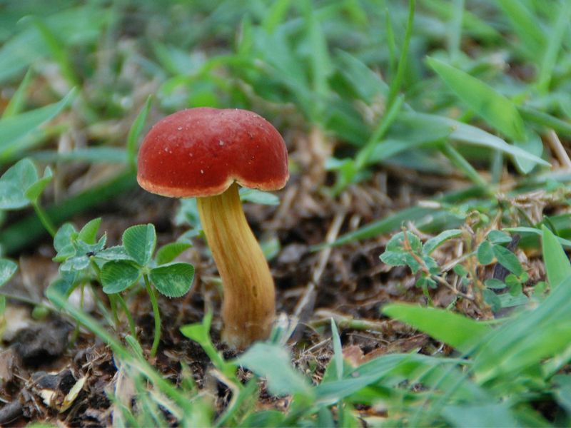 Little Red Mushroom | Smithsonian Photo Contest | Smithsonian Magazine