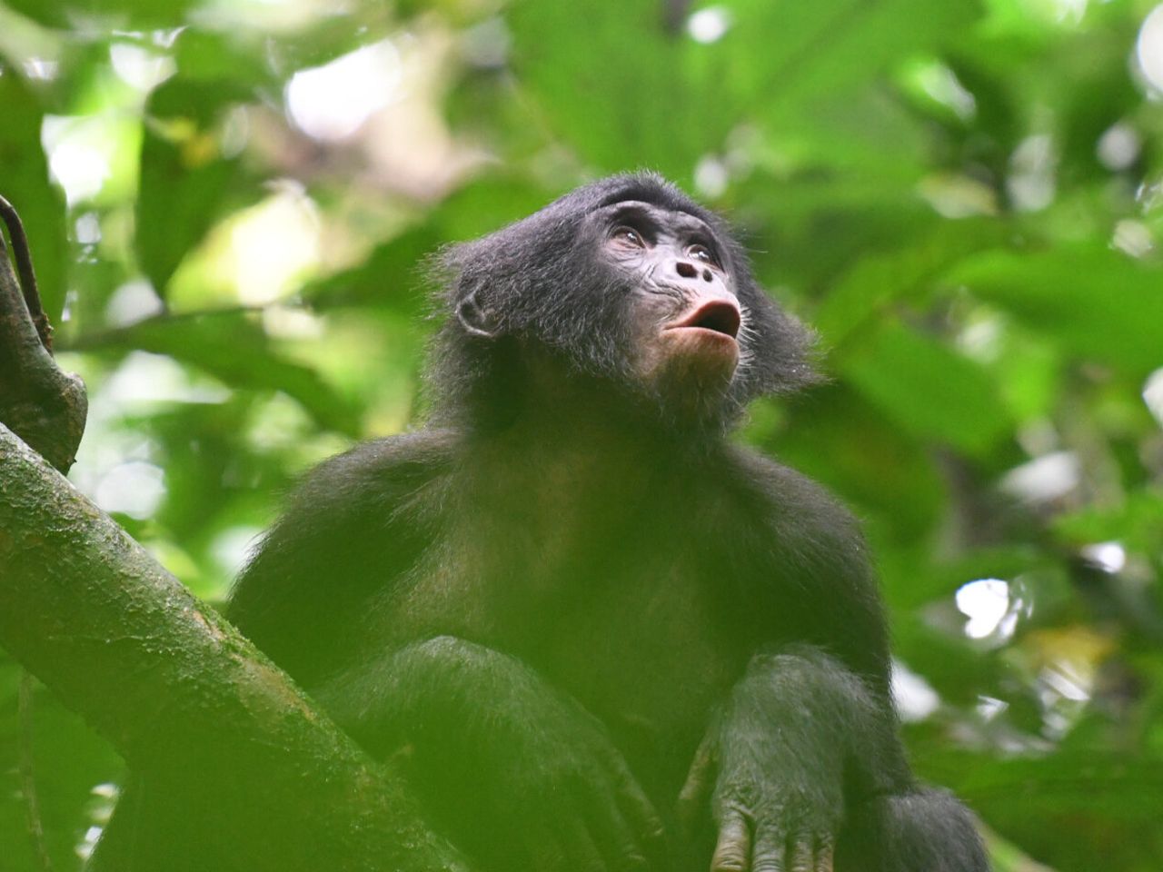 Bonobos Oral