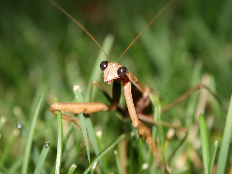 Praying Mantis creeping at night | Smithsonian Photo Contest ...