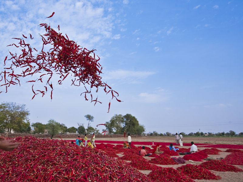 After harvesting, 'red chilli's are being processed in a farm ...