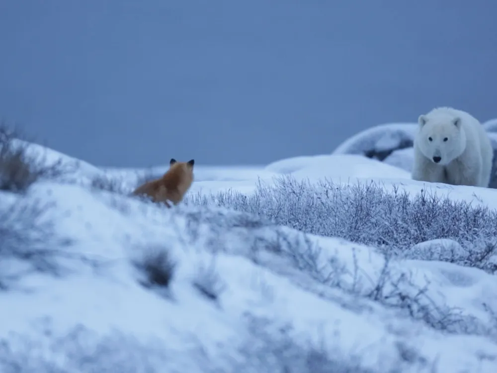 polar bear cbbc