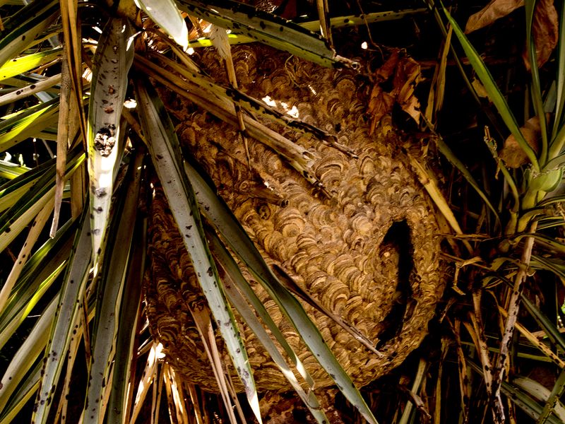 An unique bird's nest. | Smithsonian Photo Contest | Smithsonian Magazine