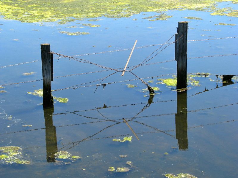 Partially submerged fence in the wetlands near the Napa River ...