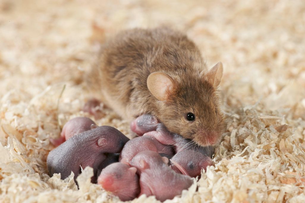 mouse babies are called