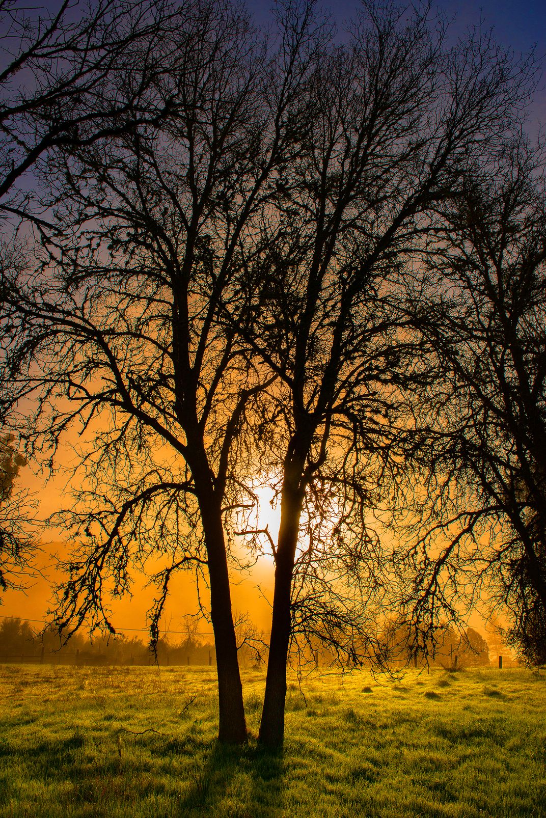 The Sunrise behind two trees | Smithsonian Photo Contest | Smithsonian ...