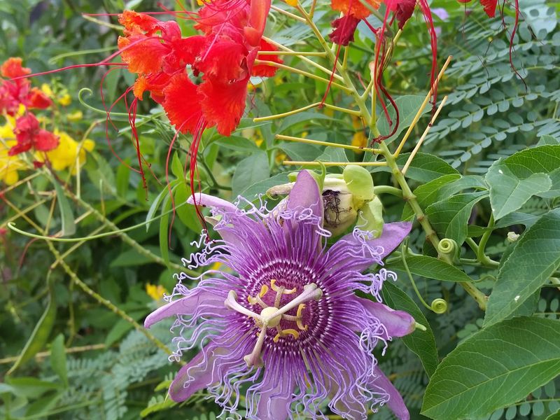 Passion flower while walking in Austin, TX neighborhood. | Smithsonian ...