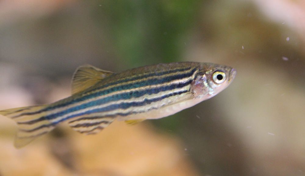 Little, Transparent Fish Show Sleep Is at Least 450 Million Years Old