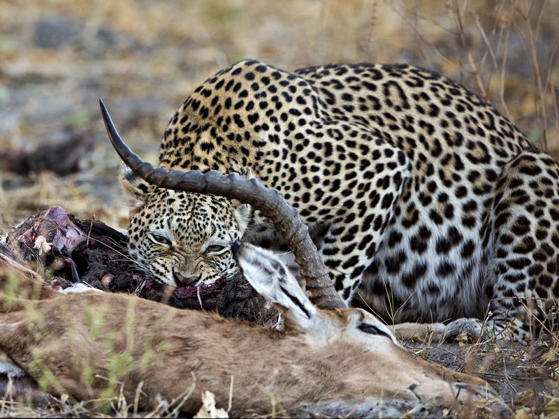 Leopard with kill. | Smithsonian Photo Contest | Smithsonian Magazine