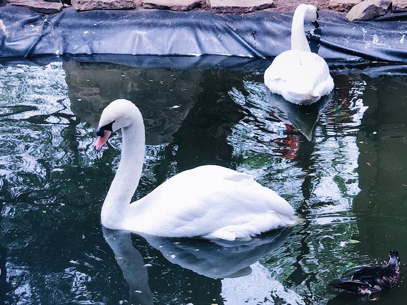 Swans at the zoo | Smithsonian Photo Contest | Smithsonian Magazine