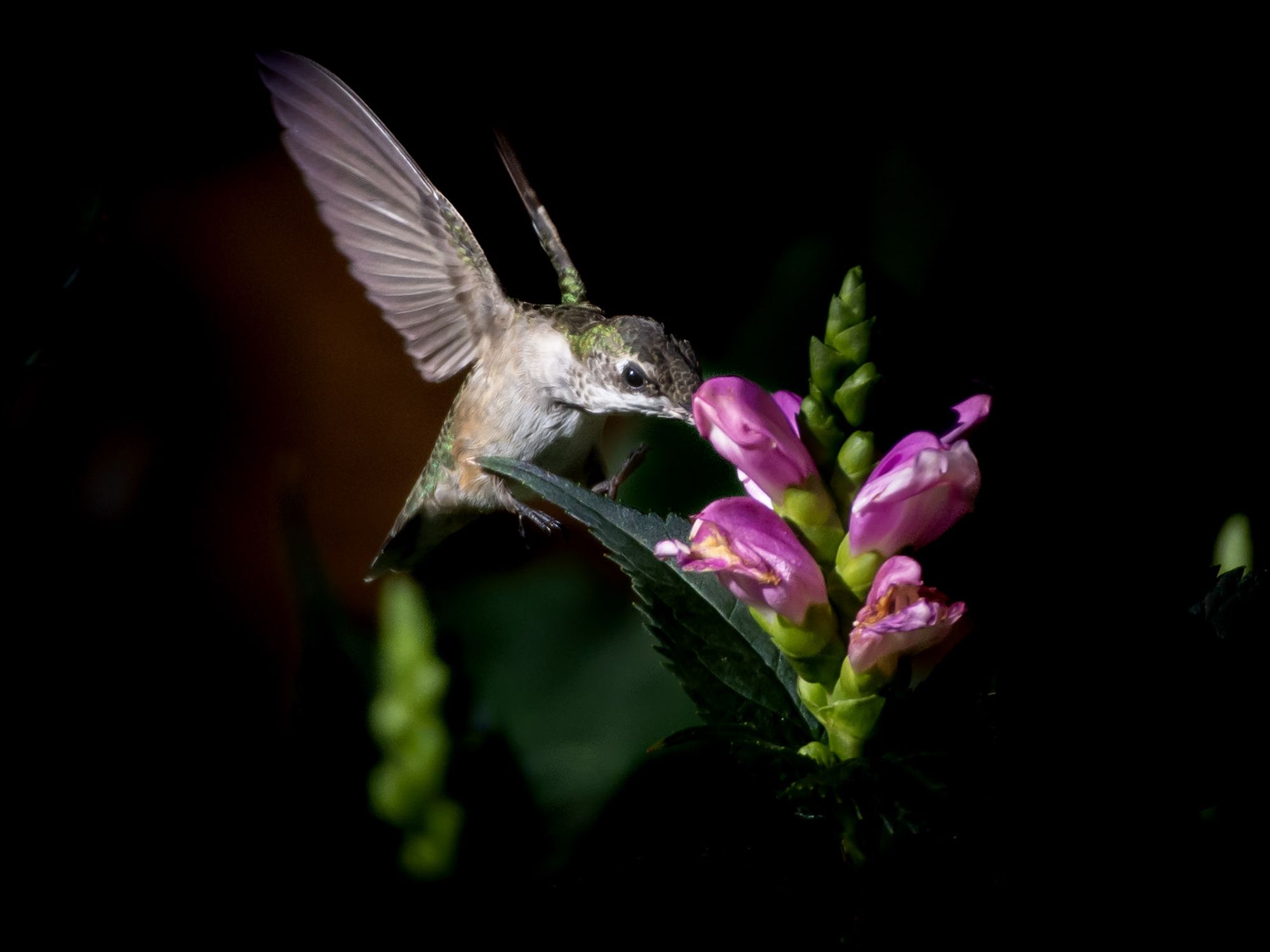 Four Reasons Why There Is More to the Hummingbird Than Meets the Eye ...