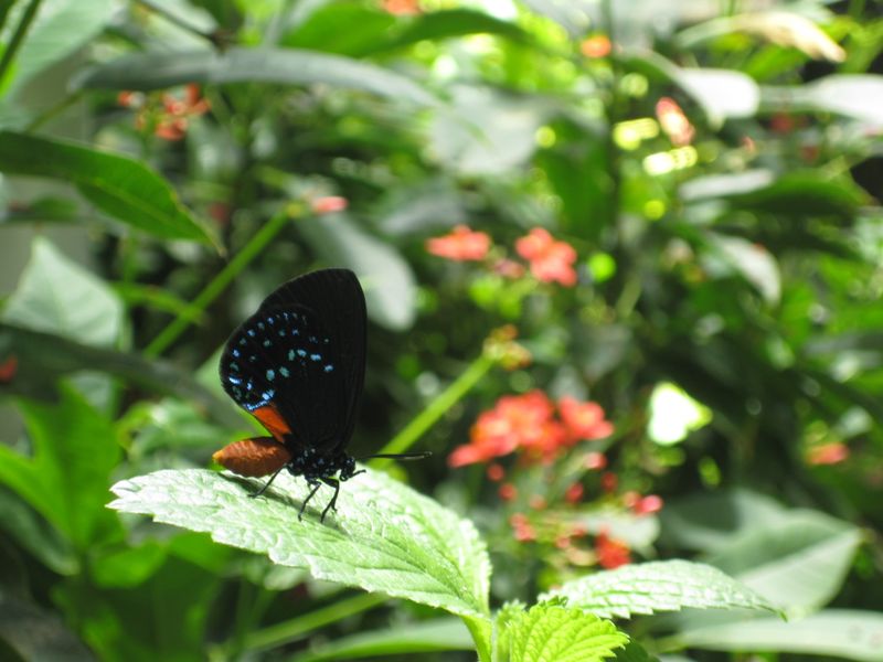 Butterfly in Smithsonian Museum of Natural History Butterfly Garden ...
