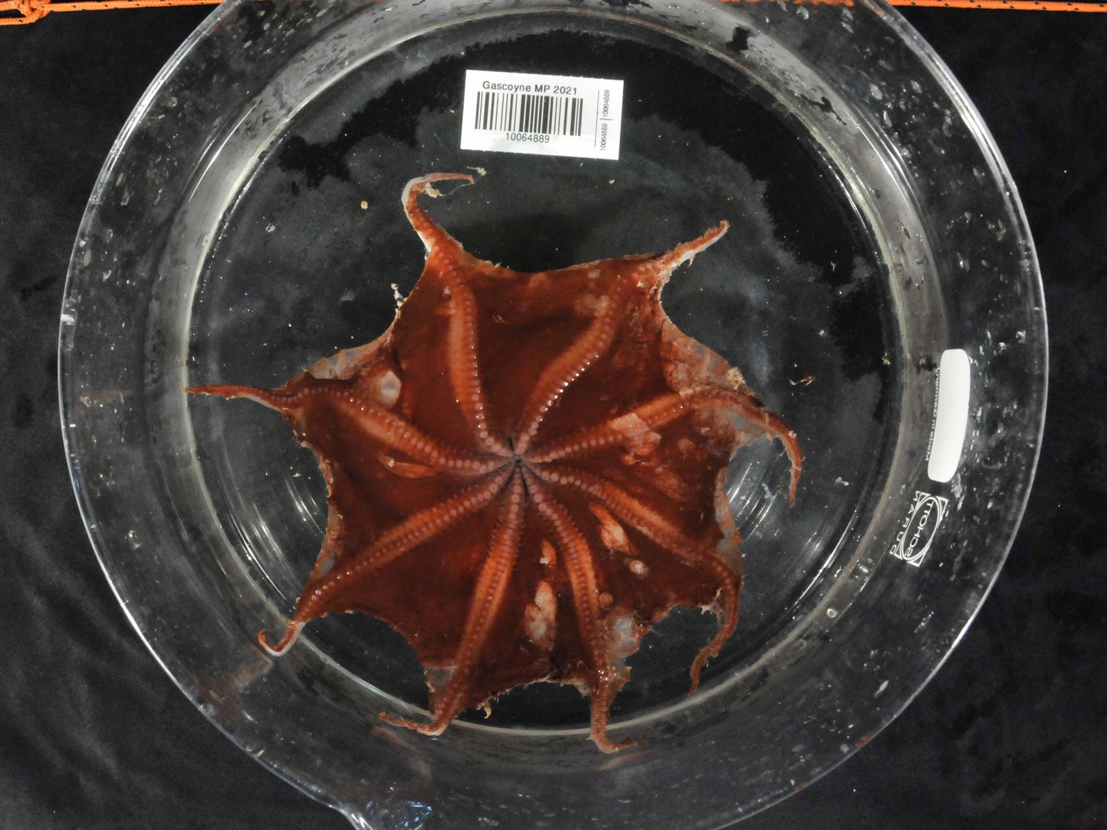 A New, Shape-Shifting 'Flapjack' Octopus Has Been Discovered in the ...