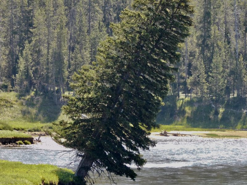 The leaning tree | Smithsonian Photo Contest | Smithsonian Magazine
