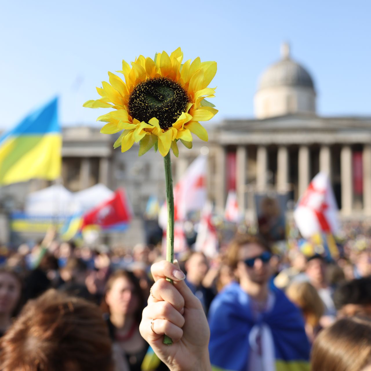 What Does The Poppy Flower Symbolize Ukraine - Infoupdate.org