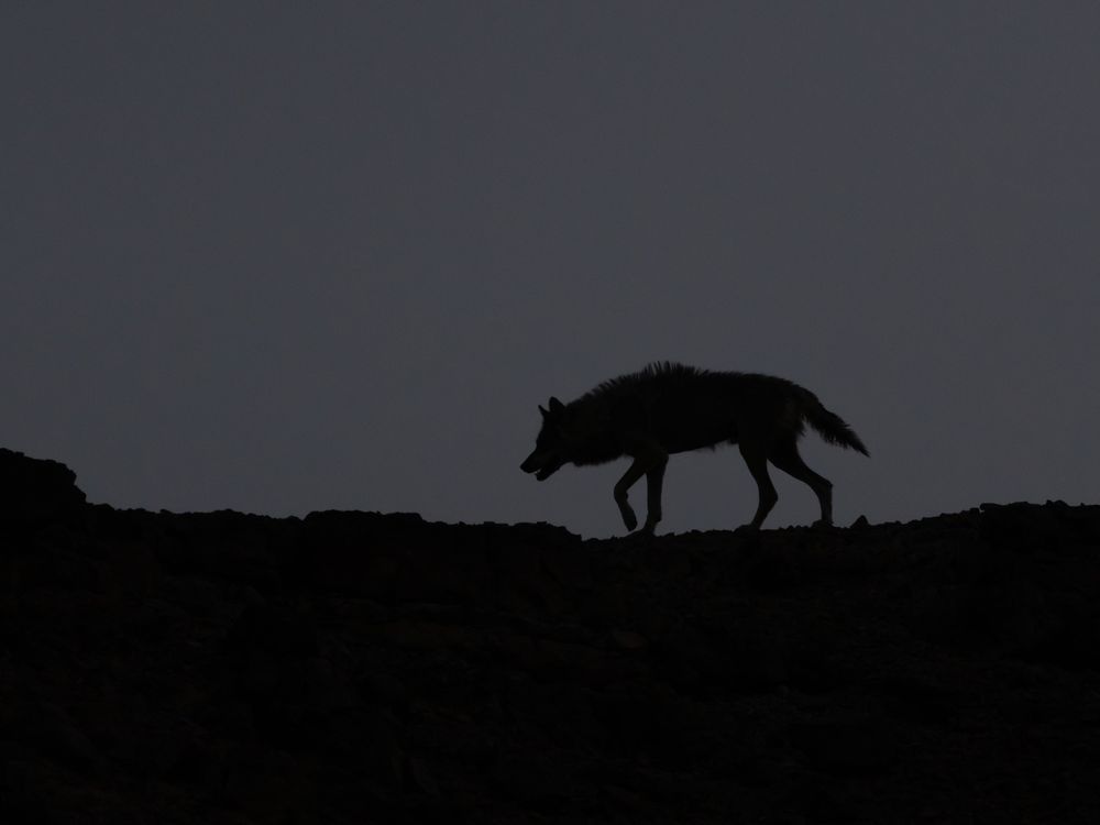 Early wolf | Smithsonian Photo Contest | Smithsonian Magazine