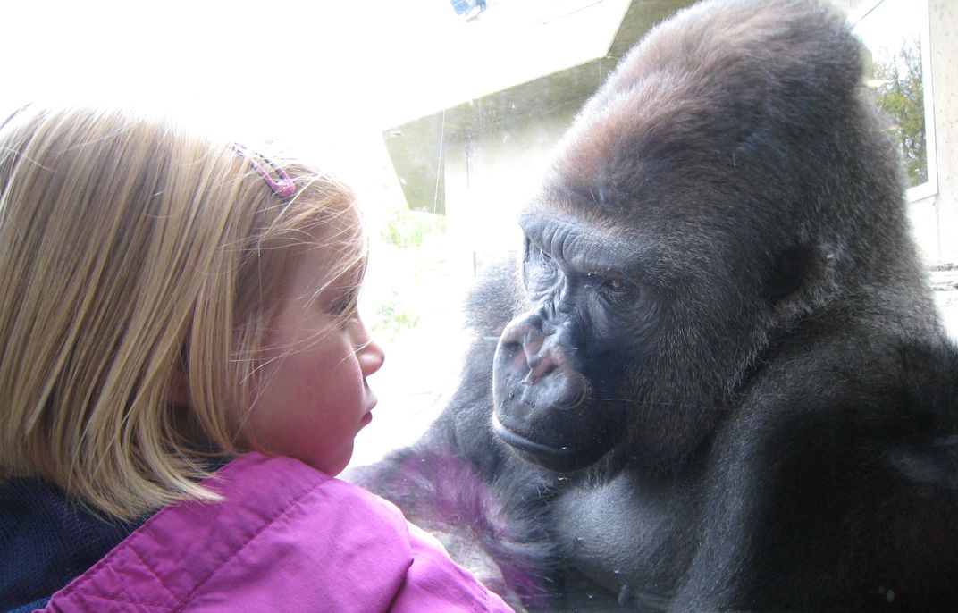 Child and silverback | Smithsonian Photo Contest | Smithsonian Magazine