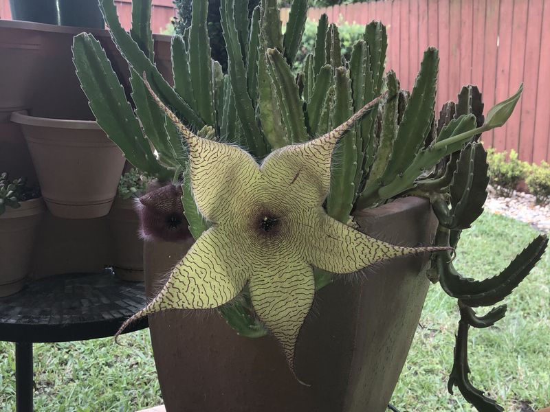 Stapelia Gigantela- starfish flower | Smithsonian Photo Contest ...