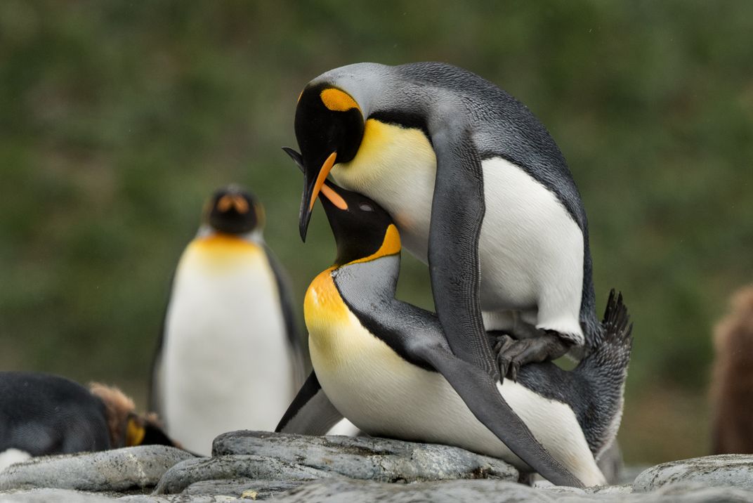 Mating Penguins Smithsonian Photo Contest Smithsonian Magazine