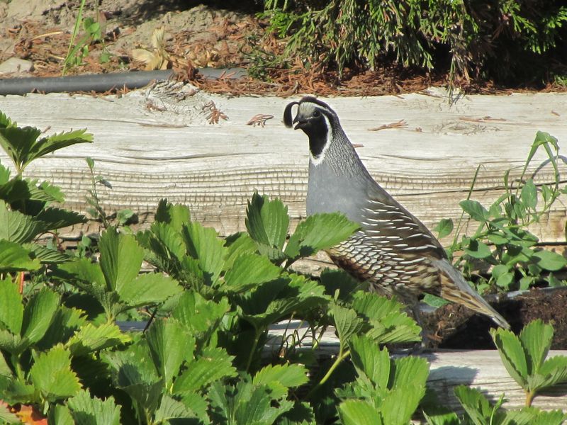Papa Quail Calling | Smithsonian Photo Contest | Smithsonian Magazine