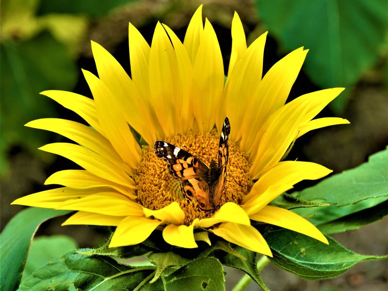butterfly and sunflower | Smithsonian Photo Contest | Smithsonian Magazine