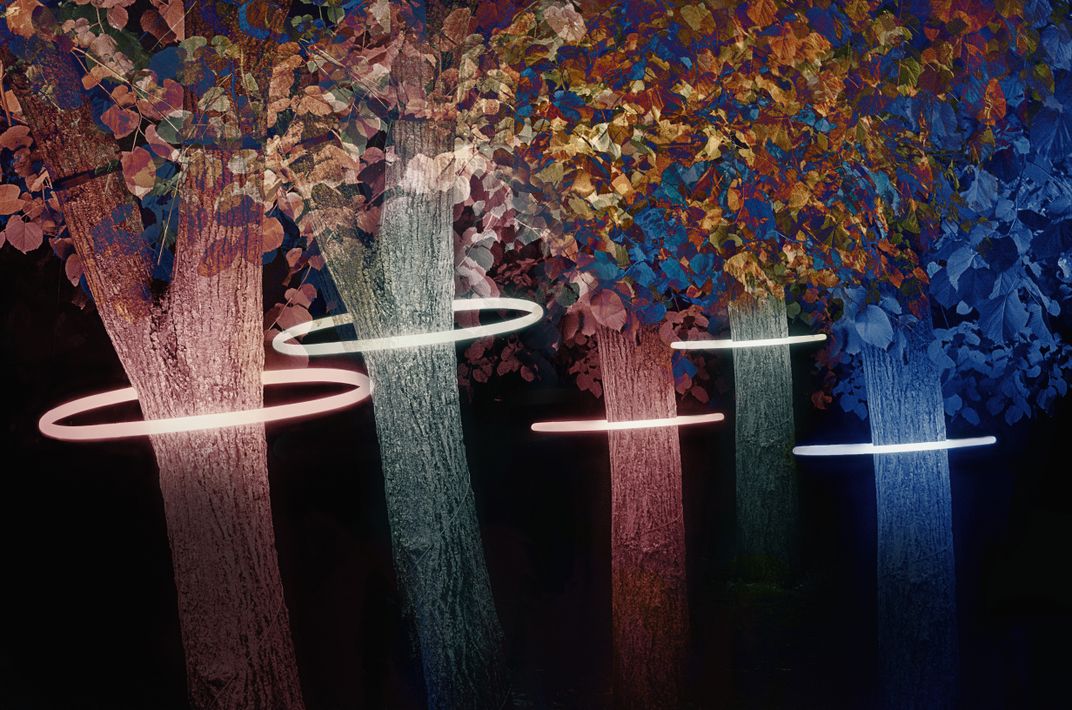 futuristic trees | Smithsonian Photo Contest | Smithsonian Magazine