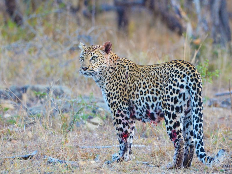 Leopard Fight | Smithsonian Photo Contest | Smithsonian Magazine