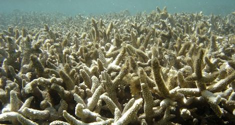 effects of coral bleaching on biodiversity