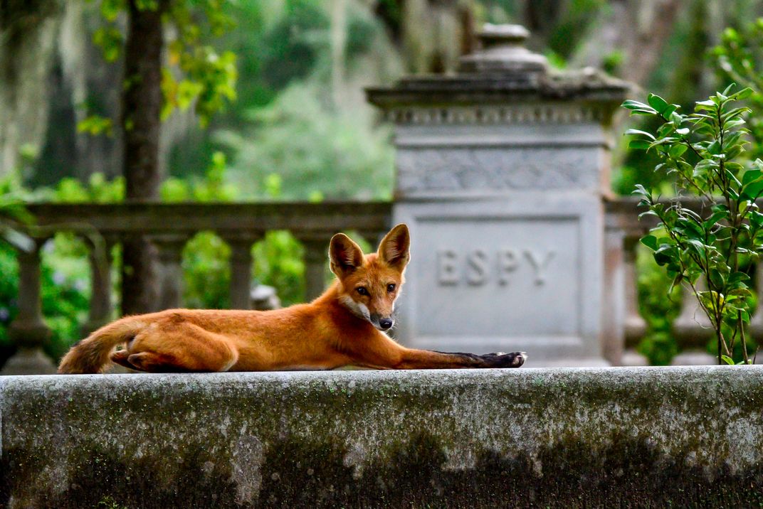 Are Dogs Allowed In The Bonaventure Cemetery