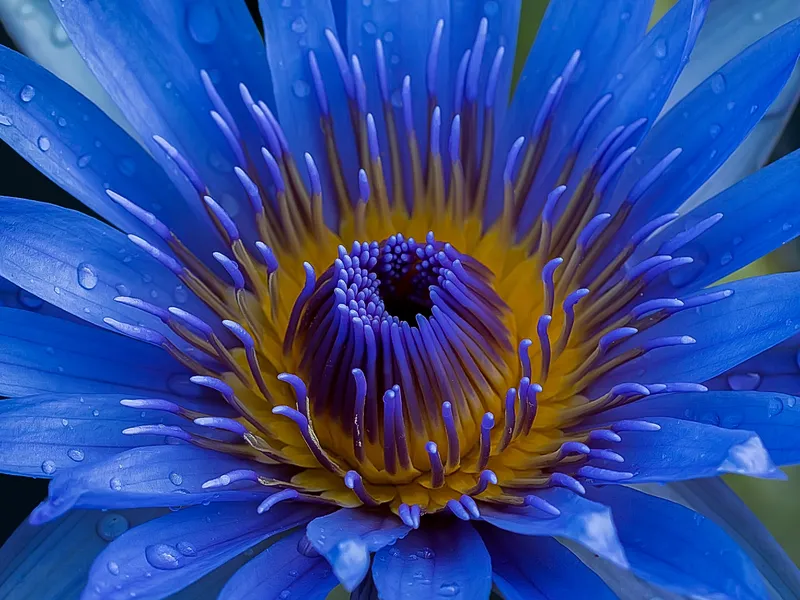 Blue Lotus | Smithsonian Photo Contest | Smithsonian Magazine
