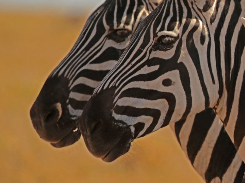 Zebras | Smithsonian Photo Contest | Smithsonian Magazine