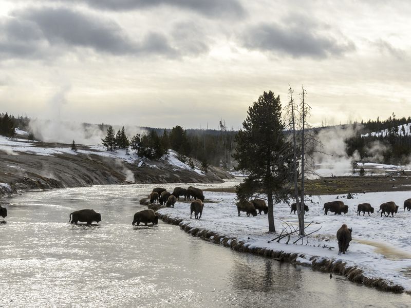 Bison Crossing | Smithsonian Photo Contest | Smithsonian Magazine