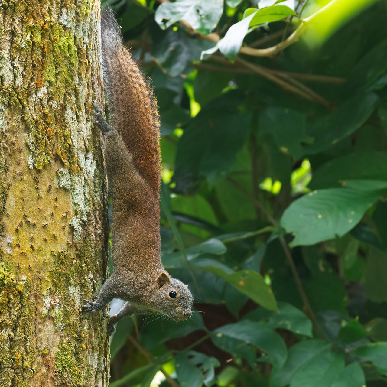 Fox Squirrel Natural History