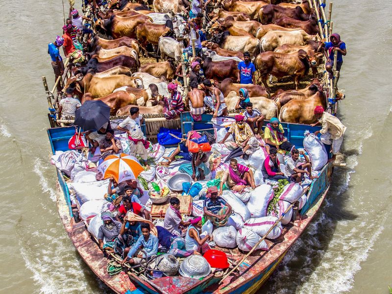 Travel with cow | Smithsonian Photo Contest | Smithsonian Magazine