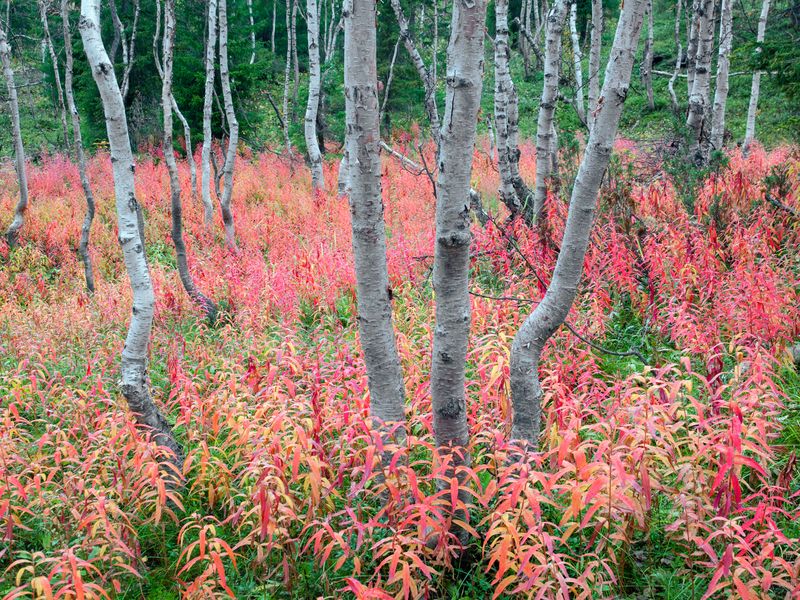 autumn rhythm | Smithsonian Photo Contest | Smithsonian Magazine