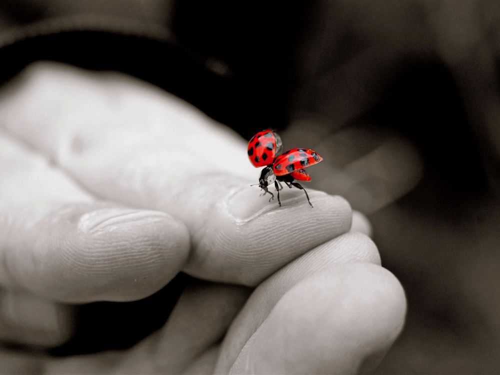 Ladybug ready to take flight. | Smithsonian Photo Contest | Smithsonian ...