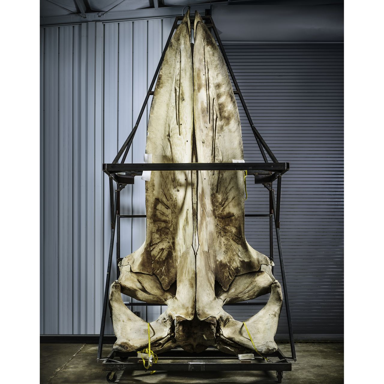 blue whale dissection
