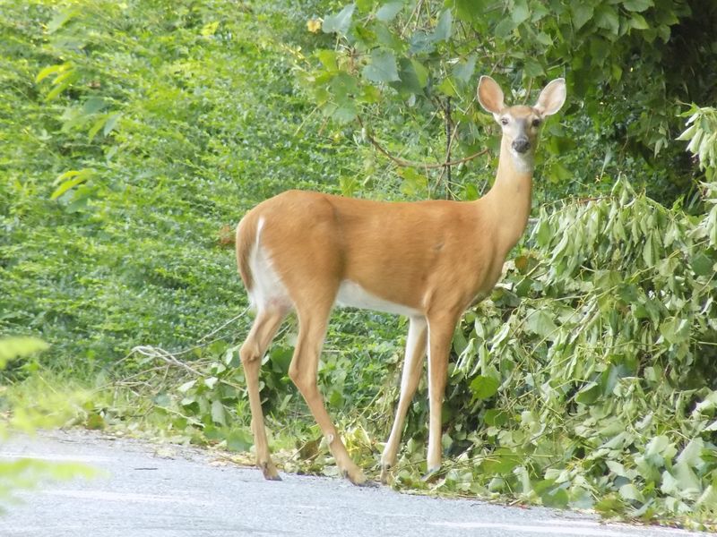Dear deer | Smithsonian Photo Contest | Smithsonian Magazine