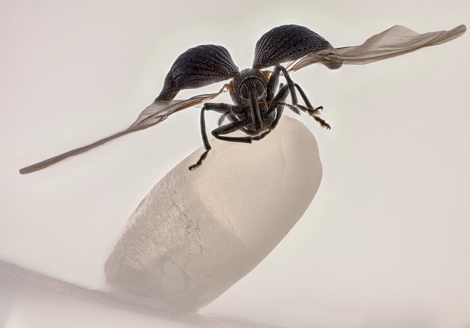 These Beautiful Microscope Photos Capture Tiny Pests, Spores, Sensory ...