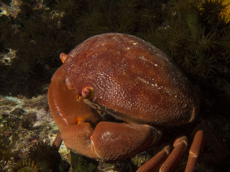 Convex crab | Smithsonian Photo Contest | Smithsonian Magazine