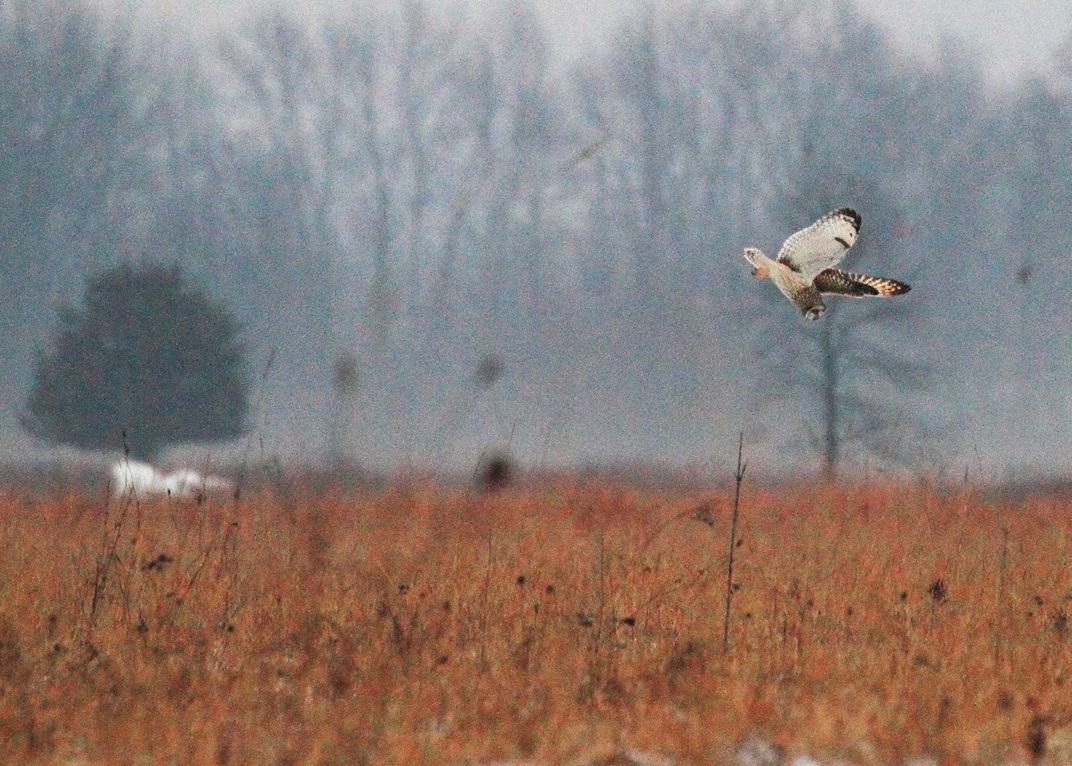 Short-eared owl Diving for Prey | Smithsonian Photo Contest ...