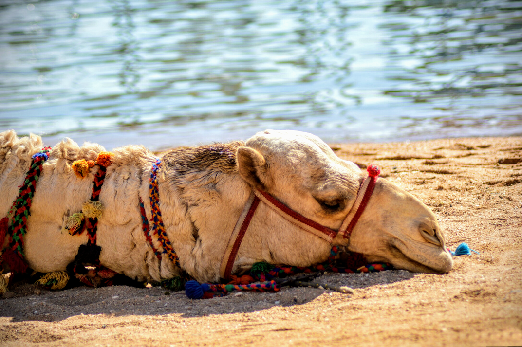 a Camel taking a nap | Smithsonian Photo Contest | Smithsonian Magazine