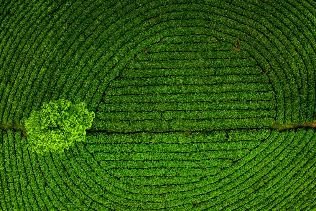 Lone tree in Long Coc Tea Plantation | Smithsonian Photo Contest ...