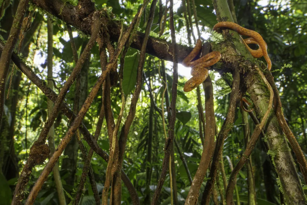 Speckled Tree Snake | Smithsonian Photo Contest | Smithsonian Magazine