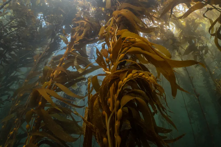 kelp ventures