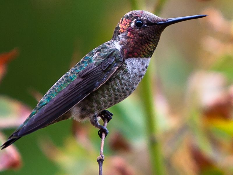 Hummingbird Full Body | Smithsonian Photo Contest | Smithsonian Magazine