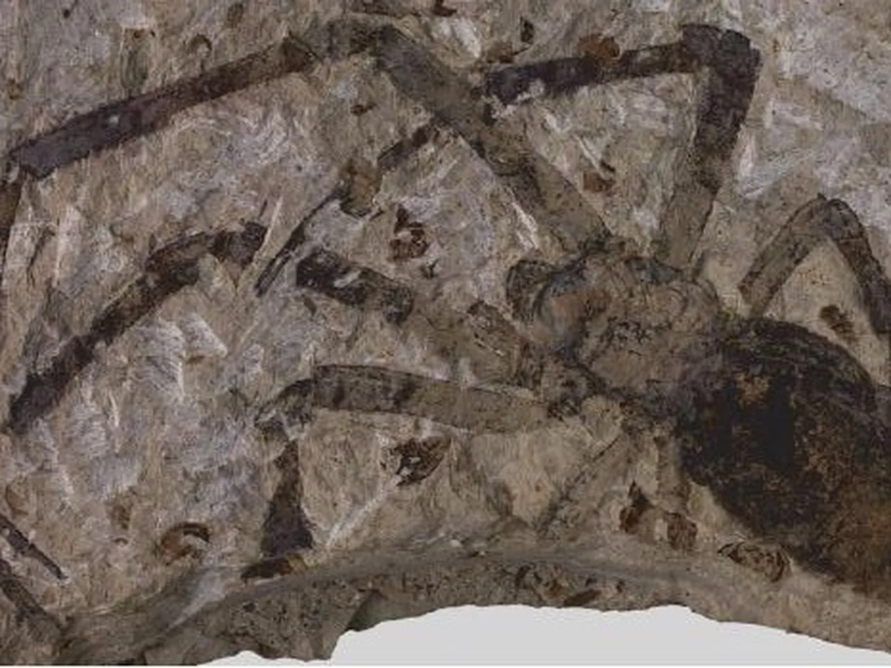 Prehistoric Spiders List