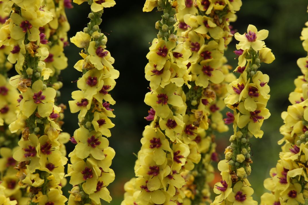 Group of layered yellow flowers | Smithsonian Photo Contest ...